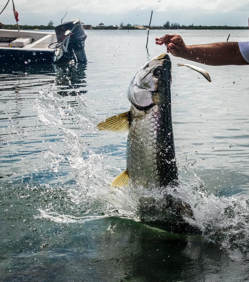 Tarpon Fish Jumping Out Of Water - Caye Caulker, Belize Stock Photo ...