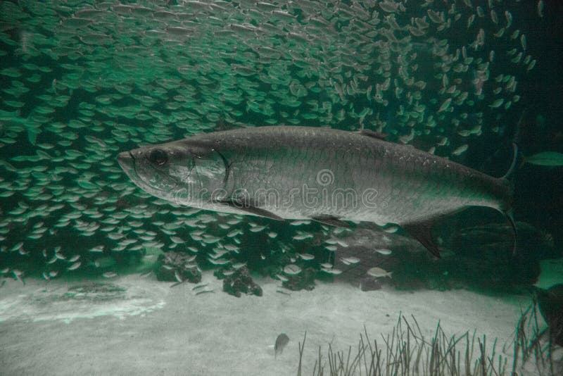 Tarpon Fish Megalops Atlanticus Stock Photo - Image of marine, nature ...