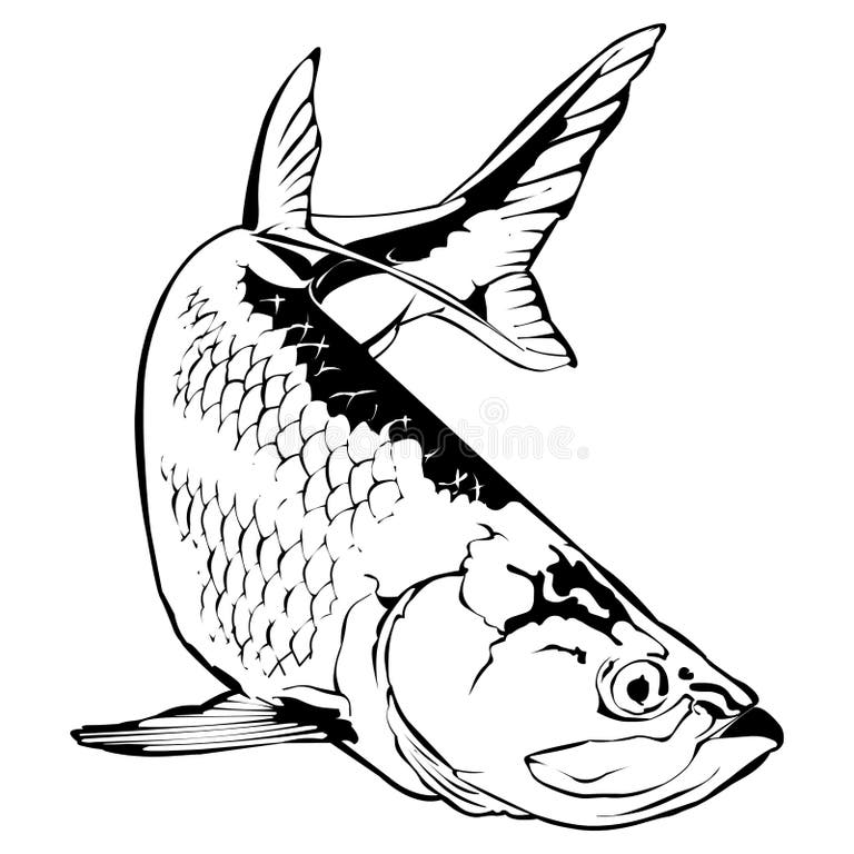Tarpon Illustration stock vector. Illustration of flyfishing - 70158276