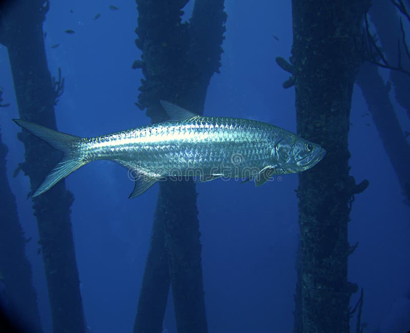 Big Tarpon Under Water Release Stock Image - Image of skiff, salt: 25557883
