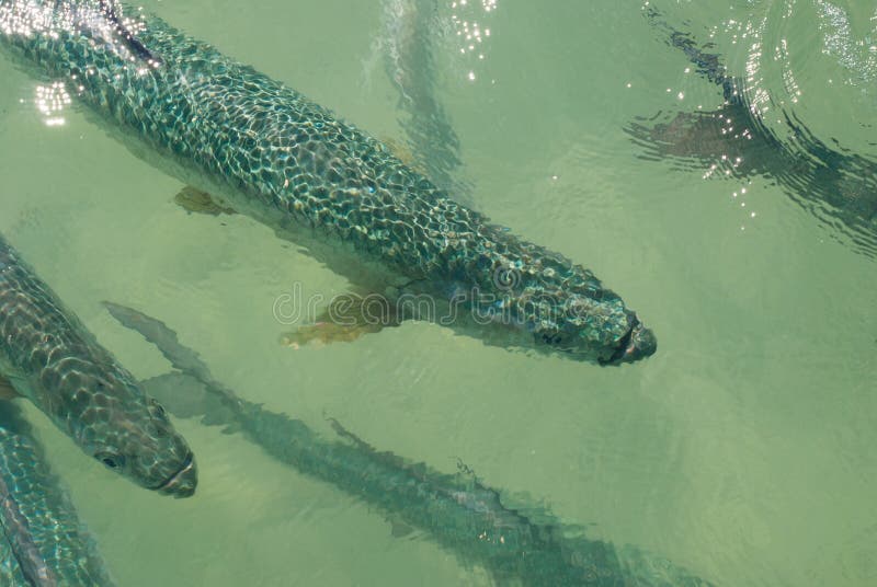 Pesce Atlantico Del Tarpone in Acquario. Fotografia Stock - Immagine di ...