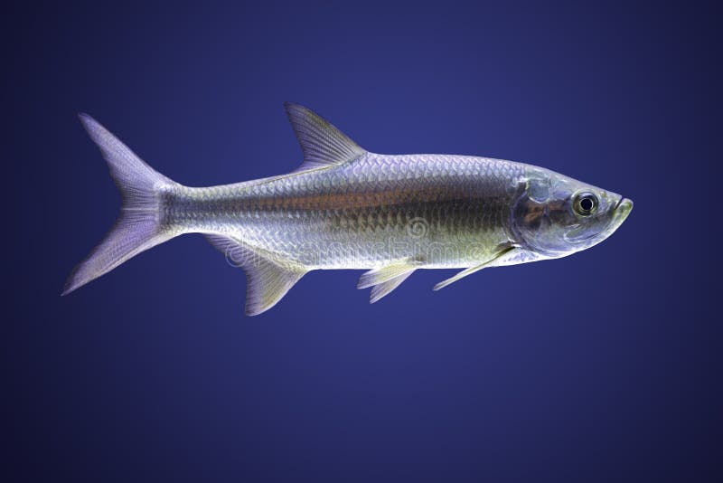 Tarpone Atlantico, Megalops Atlanticus Immagine Stock - Immagine di ...