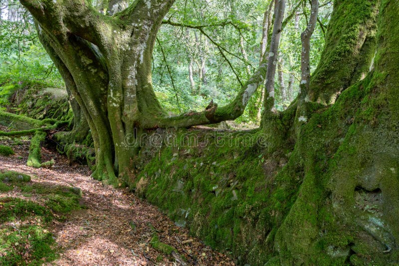 Tarr Steps in Devon stock photo. Image of moss, outdoors - 158594138