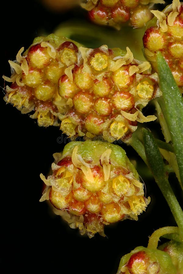 Tarragon Artemisia Dracunculus. Capitula Closeup Stock Photo - Image of ...