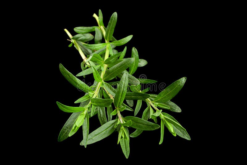Tarragon bunch closeup stock photo. Image of health - 197749188