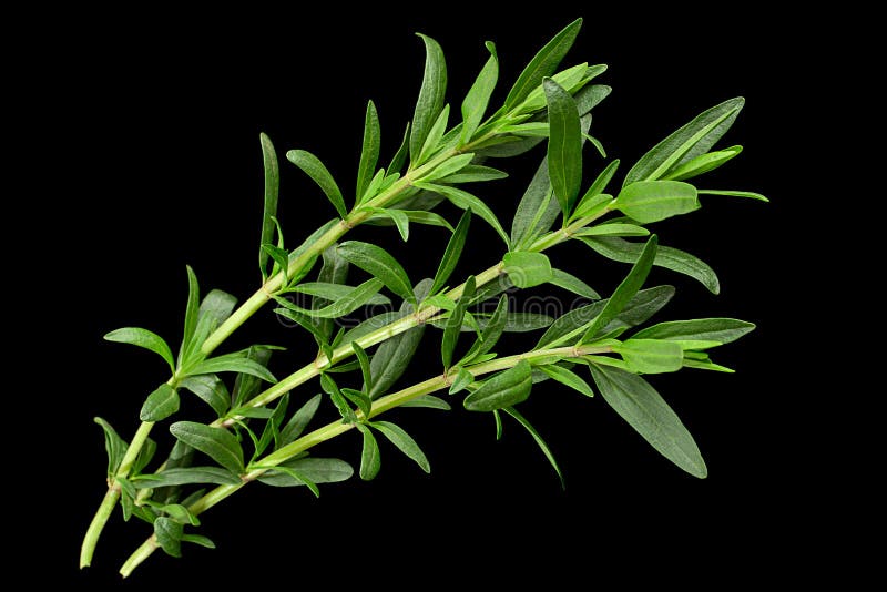 Tarragon bunch closeup stock photo. Image of ingredient - 197749476