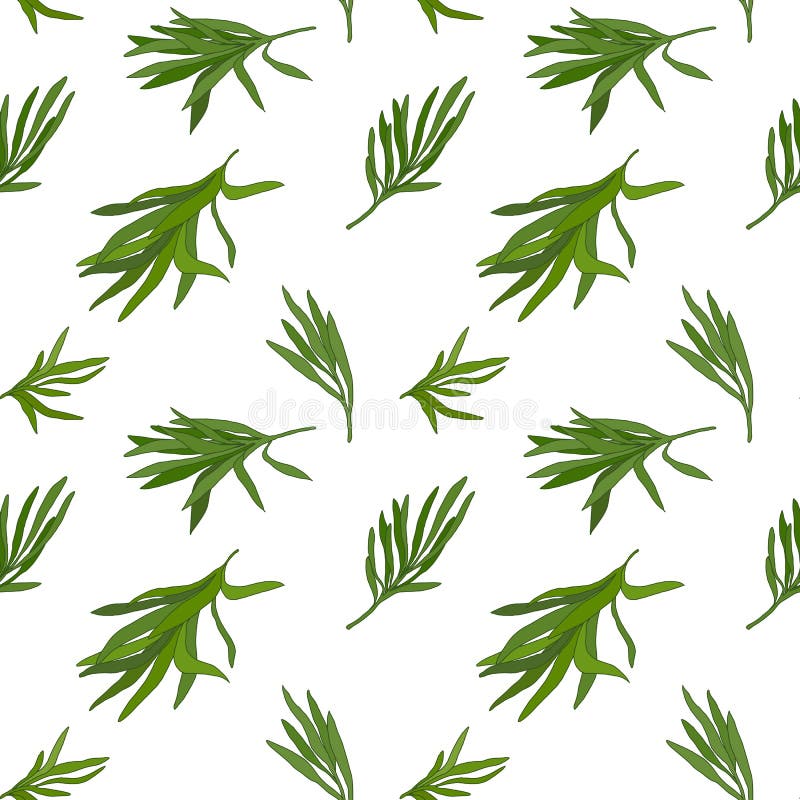 Tarragon flower stock illustration. Illustration of compositae - 25064481