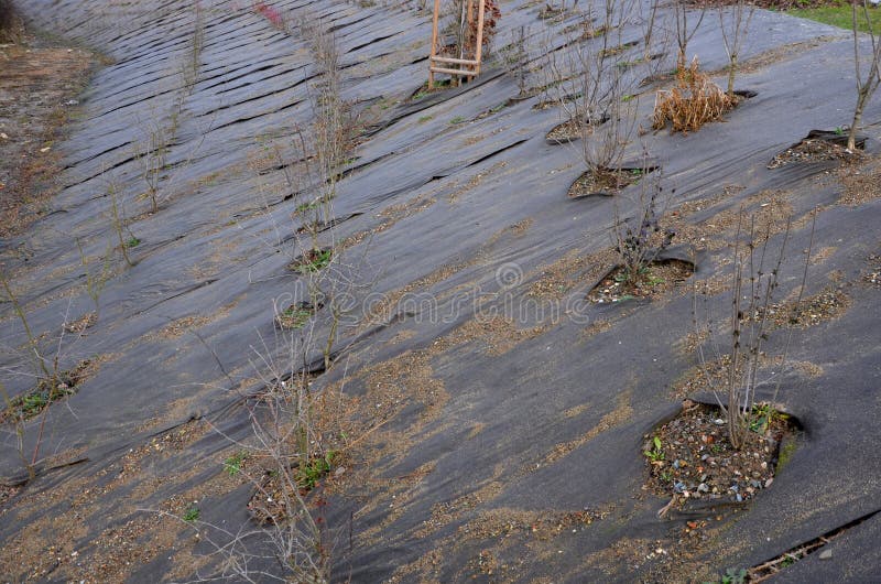 Mulching Fabric Stock Photos - Free & Royalty-Free Stock Photos from ...