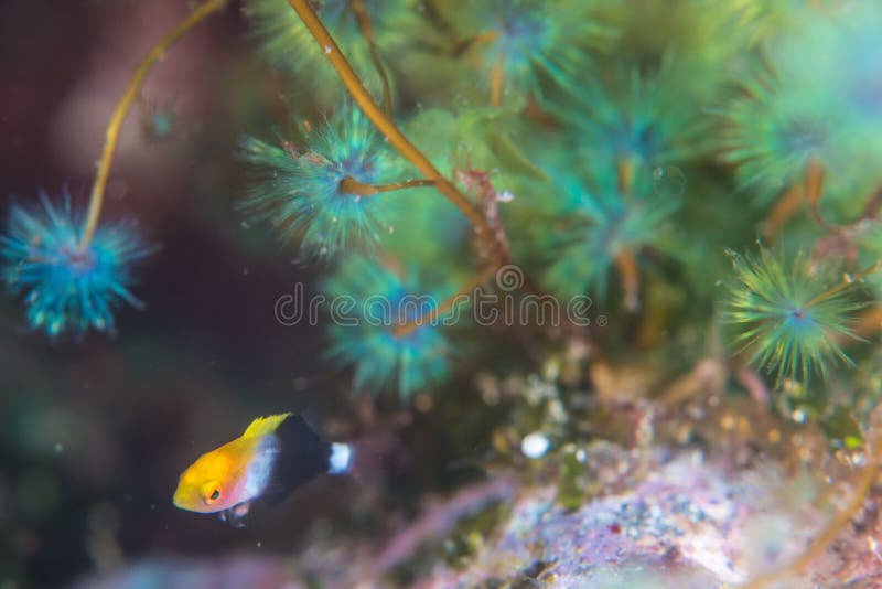 Hogfish Stock Photos - Download 106 Royalty Free Photos