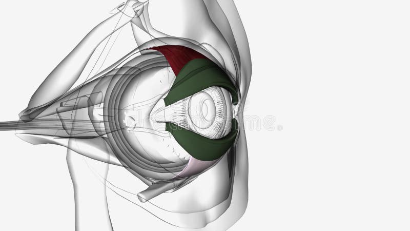 The Tarsal Plates Serve As the Main Structural Component of the Eyelids ...