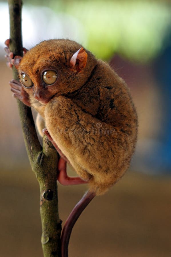 Tarsier stock photo. Image of rainforest, wild, outdoors - 17669224