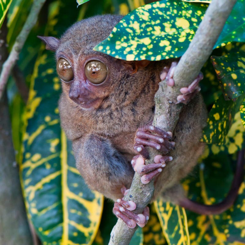Big-eyed Tarsier stock photo. Image of emotion, philippines - 8008160