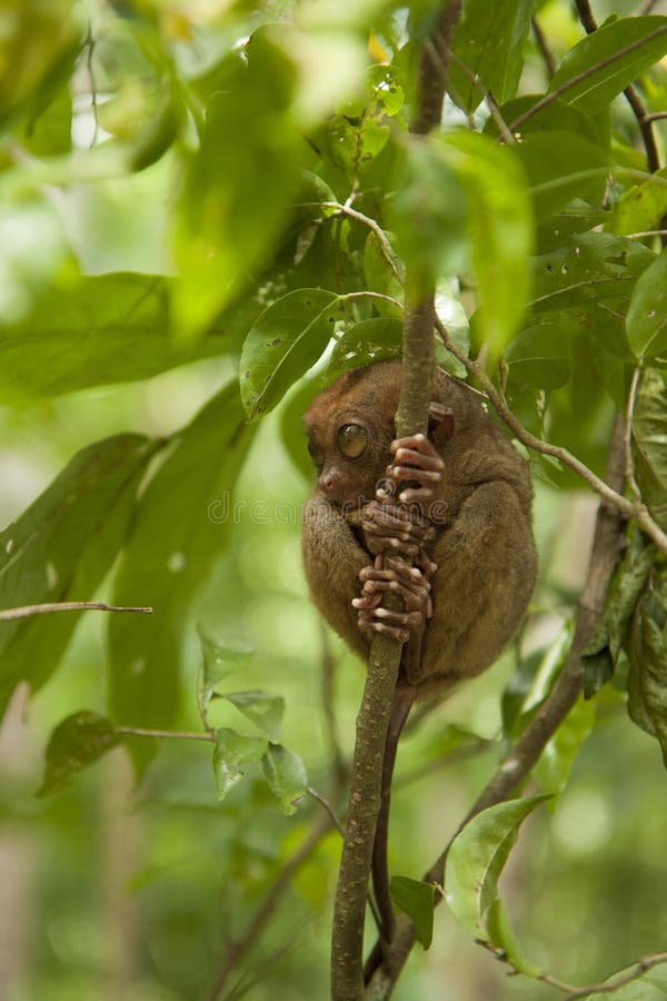 Tarsier stock photo. Image of bohol, business, landmark - 26259544