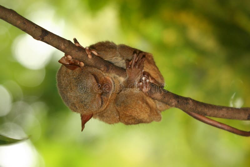 Tarsier stock photo. Image of prosimian, genus, tarsiiformes - 3350394