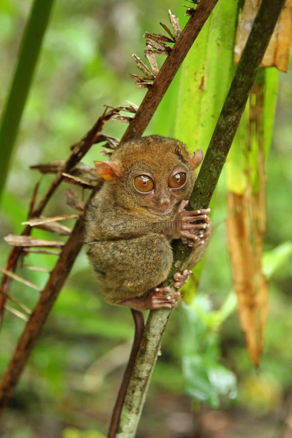 Tarsier stock photo. Image of cuddly, samar, species, eyes - 5130878