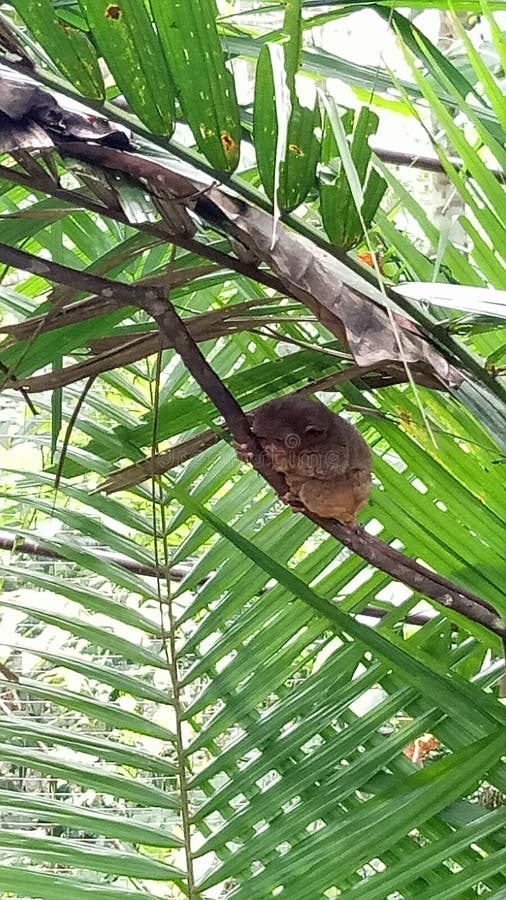 Tarsier, Der Kleinste Primas Der Welt Auf Einem Baum in ...