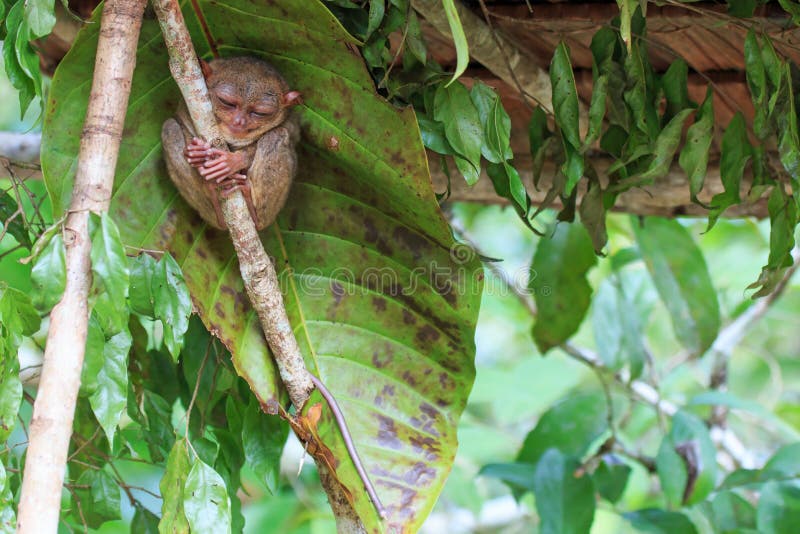 Tarsier in Cebu, Philippines- Tarsius Syrichta Stock Image - Image of ...