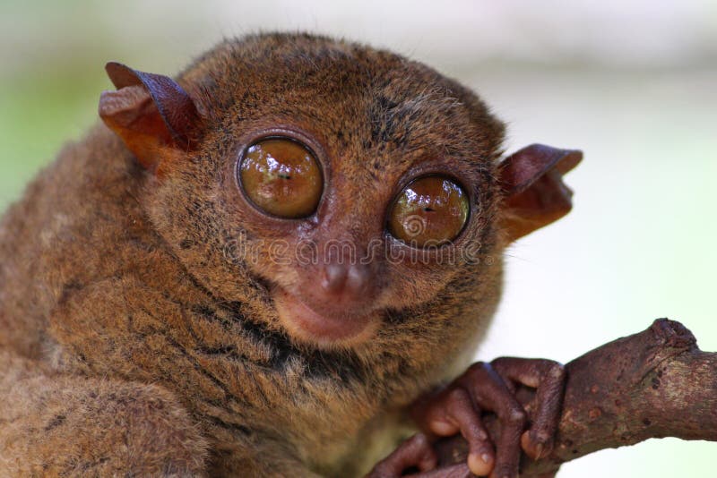 Tarsier stock image. Image of asia, fauna, mammal, primate - 53300477