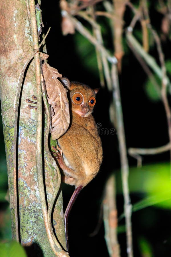 Tarsier Spectral, Spectre De Tarsius, Portrait Du Mammifère Nocturne ...