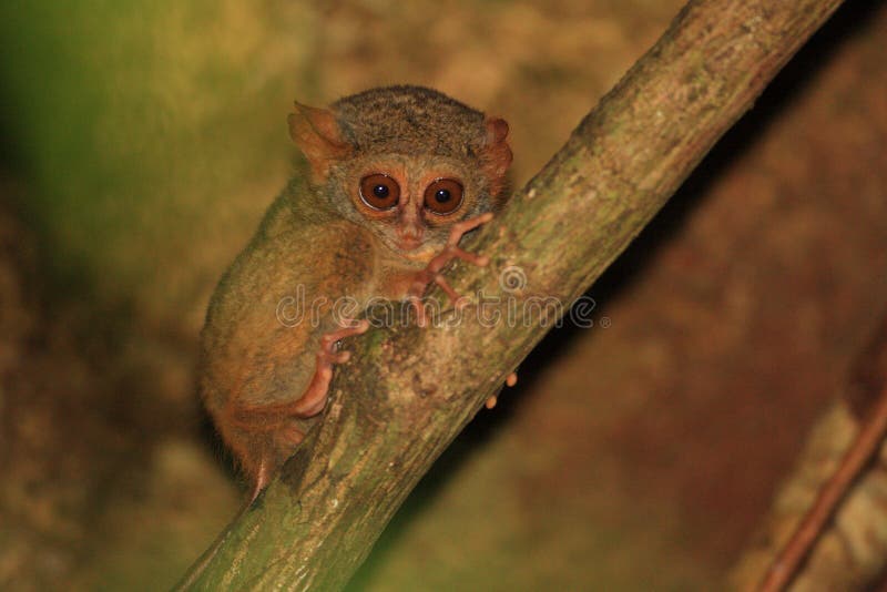 Tarsier Espectral Muy Raro, Espectro Del Tarsius, Parque Nacional De ...