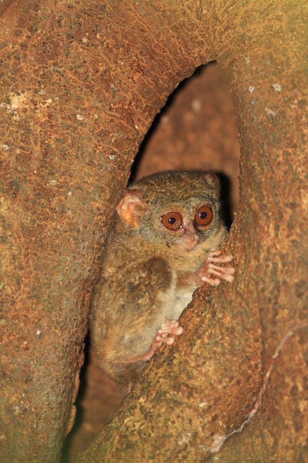 Retrato Espectral Del Espectro Tarso De Tarsius De Un Animal Nocturno ...