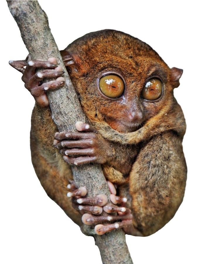 Tarsier Wallpaper