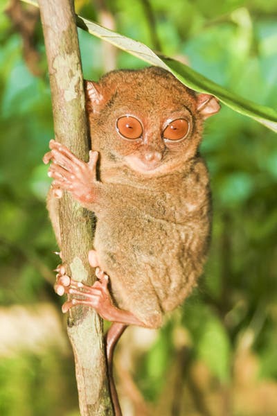 Tarsier monkey stock image. Image of living, endangered - 19863269