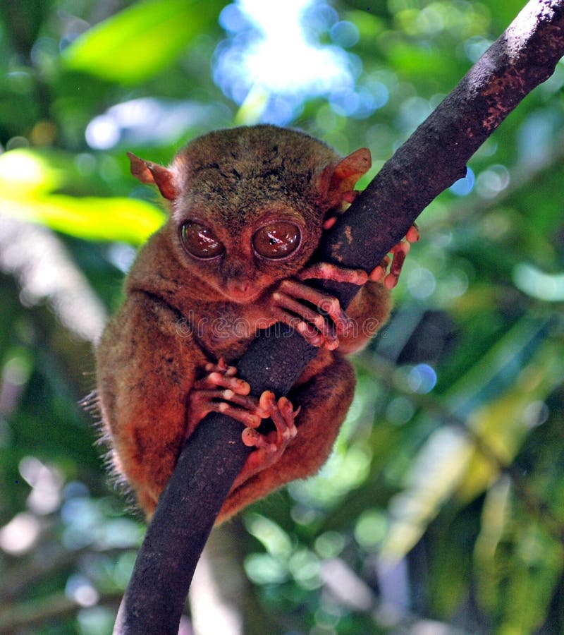 Tarsier Monkey on the Tree, Bohol Island, Philippines Stock Image ...