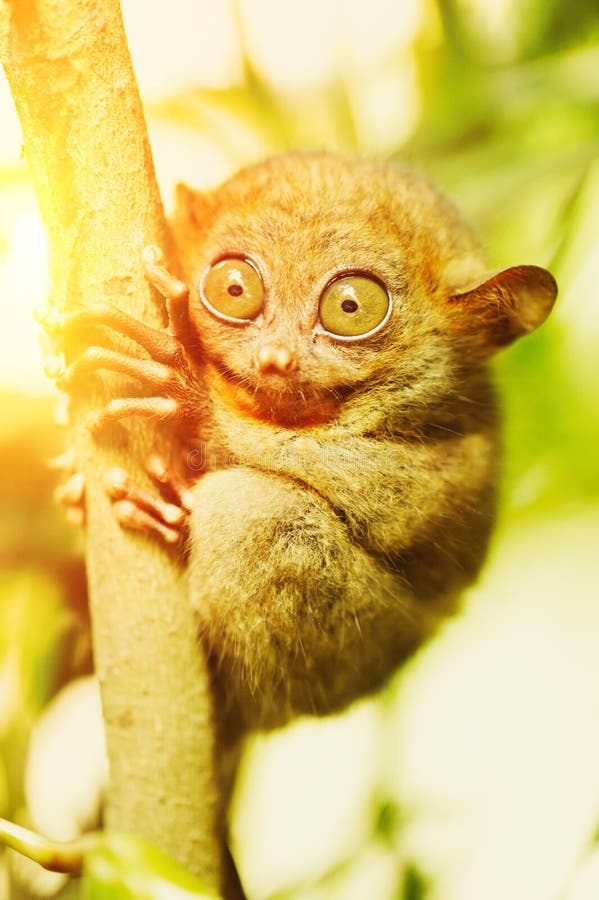Tarsier stock photo. Image of rainforest, wild, outdoors - 17669224