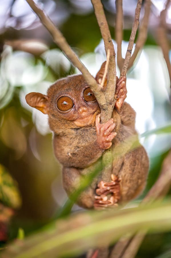 Tarsier in Its Natural Environnement Stock Image - Image of climate ...