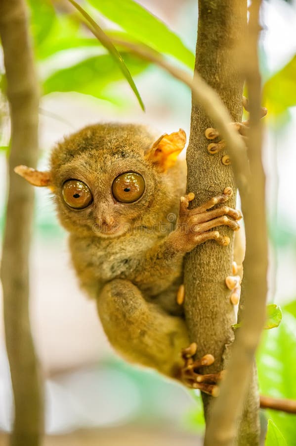 Tarsier stock photo. Image of rainforest, wild, outdoors - 17669224