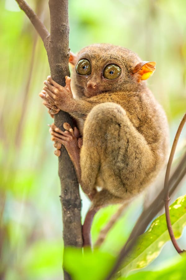 Tarsier stock photo. Image of rainforest, wild, outdoors - 17669224