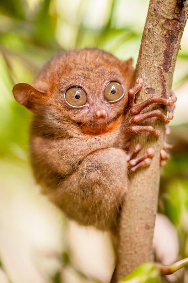 Tarsier stock photo. Image of rainforest, wild, outdoors - 17669224