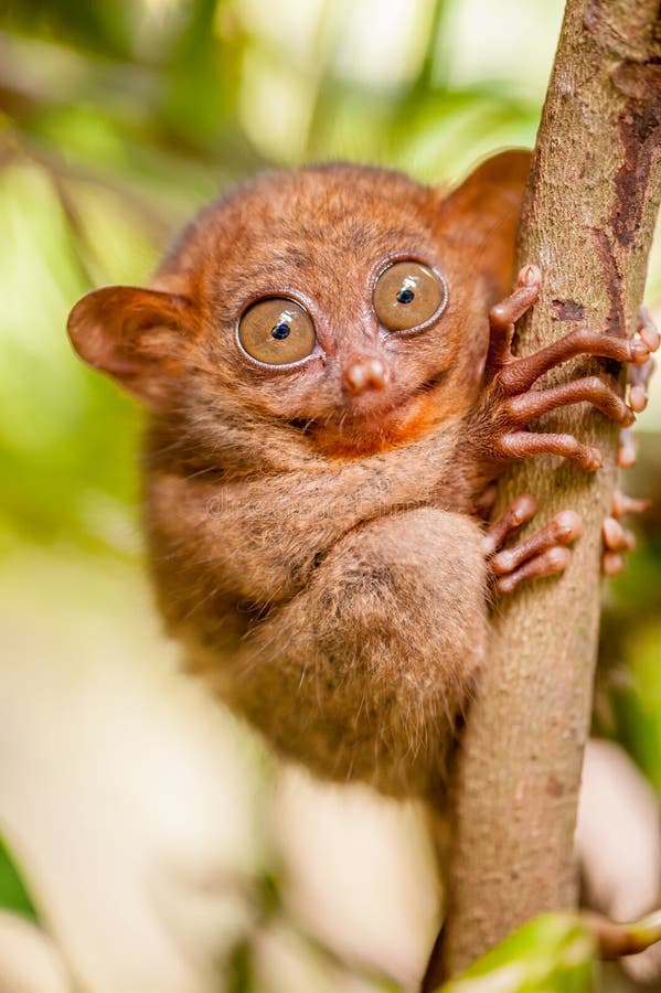 Tarsier Monkey in Natural Environment Stock Photo - Image of asia, wild ...