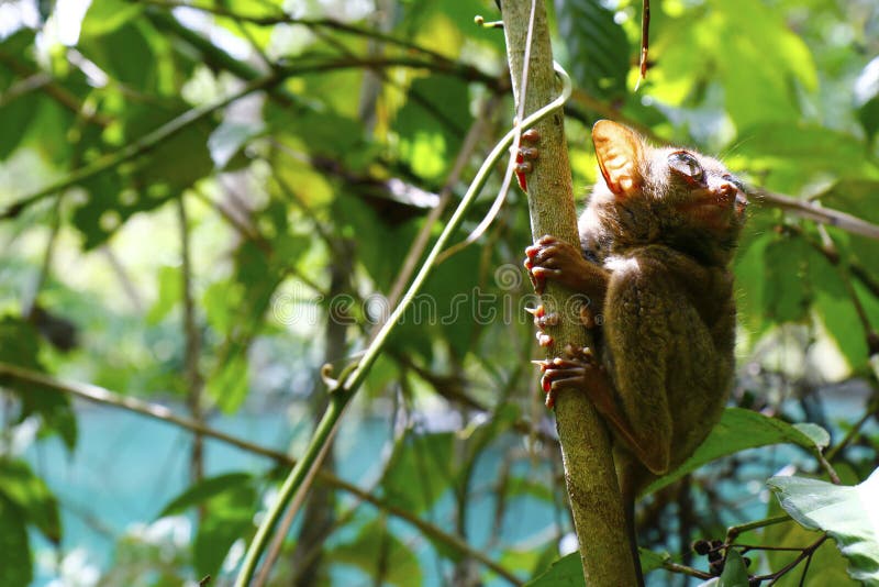 Tarsier Monkey in the Rainforest of Bohol Stock Photo - Image of bohol ...