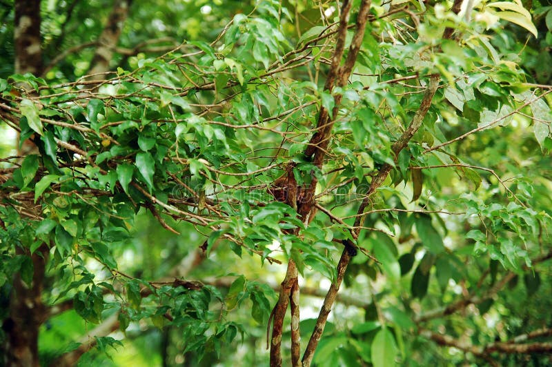 Tarsier Primate Sleeping at Tree during Daytime in Bohol, Philippines ...
