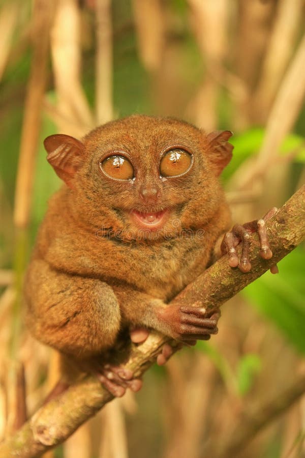 Smiling Cute Tarsier Sitting On A Tree, Bohol Stock Photo - Image of ...