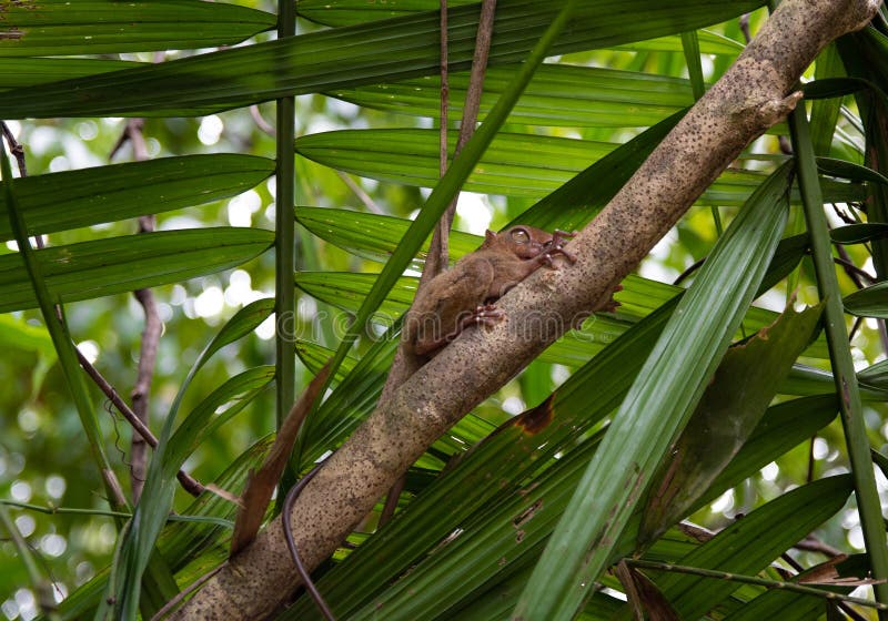 Tarsier Smallest Monkey Philippines Bohol Stock Photo - Image of animal ...