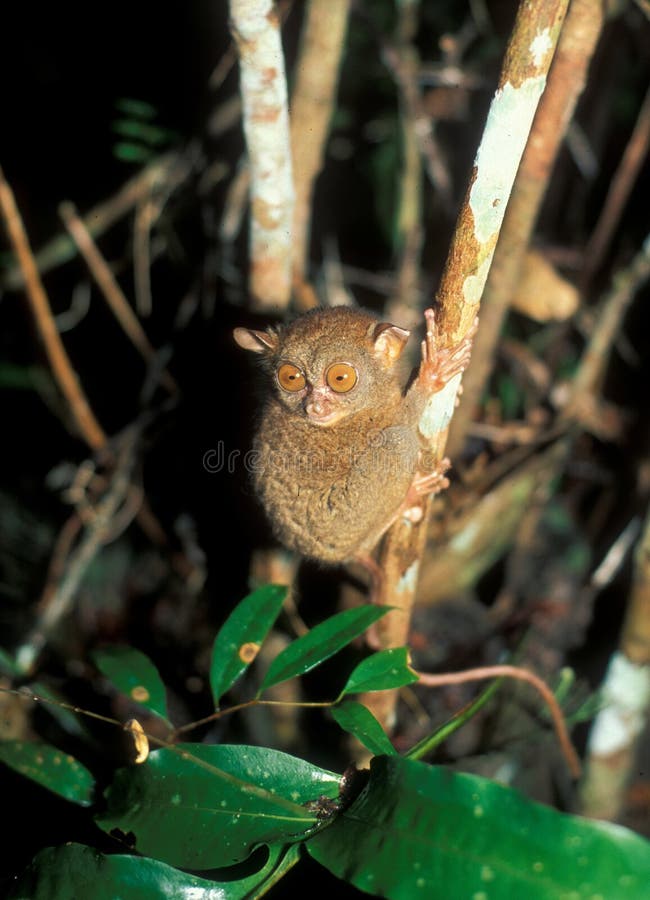 Tarsier: Wereld Kleinste Aap in Sabah Op Het Eiland Van Borneo Stock ...