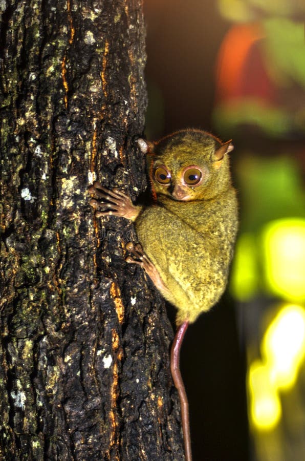 Tarsiers Tarsius Tarsier Family Nesting In A Tree In Tangkoko National ...