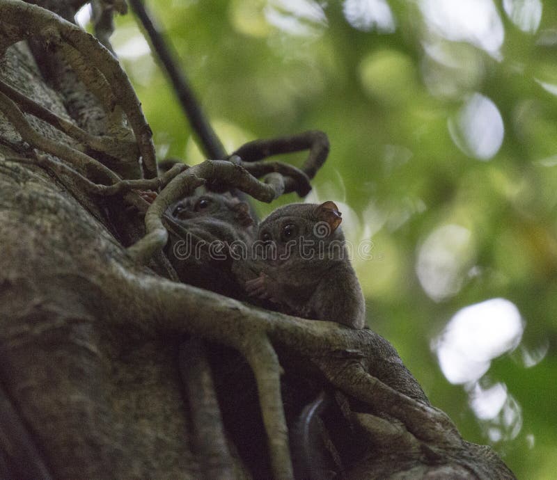 Tarsius on a tree stock image. Image of animal, island - 105721241