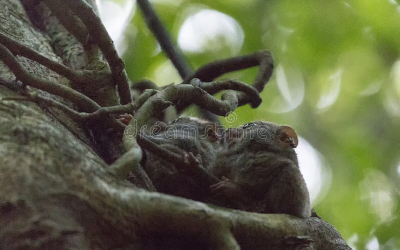 Tarsius on a tree stock photo. Image of nocturnal, indonesia - 99620568