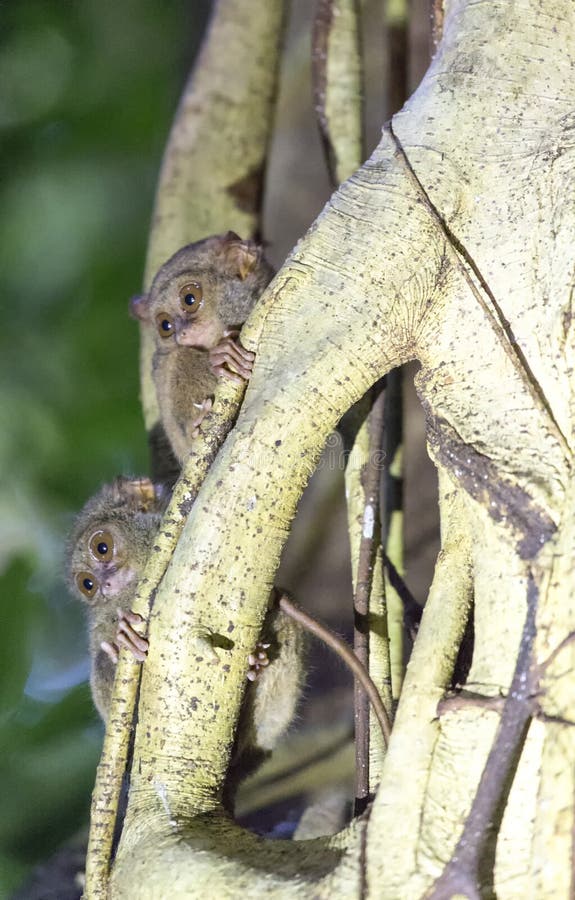Tarsius on a tree stock photo. Image of asia, spectral - 99620630