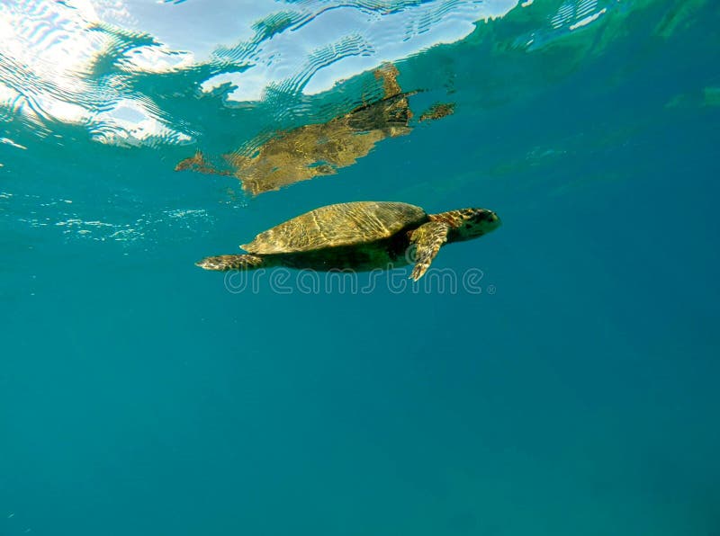 Tartaruga imagem de stock. Imagem de coral, wildlife - 95961341