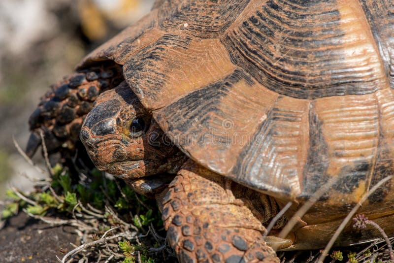 Tartaruga Da Terra - Graeca Do Testudo Foto de Stock - Imagem de escudo ...