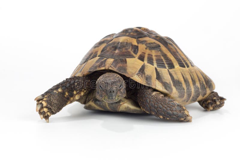 Tartaruga Terrestre Greca, Testudo Hermanni Fotografia Stock - Immagine ...