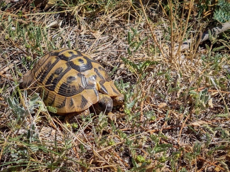 Tartaruga Grega Testudo Graeca Foto de Stock - Imagem de norte, grécia ...