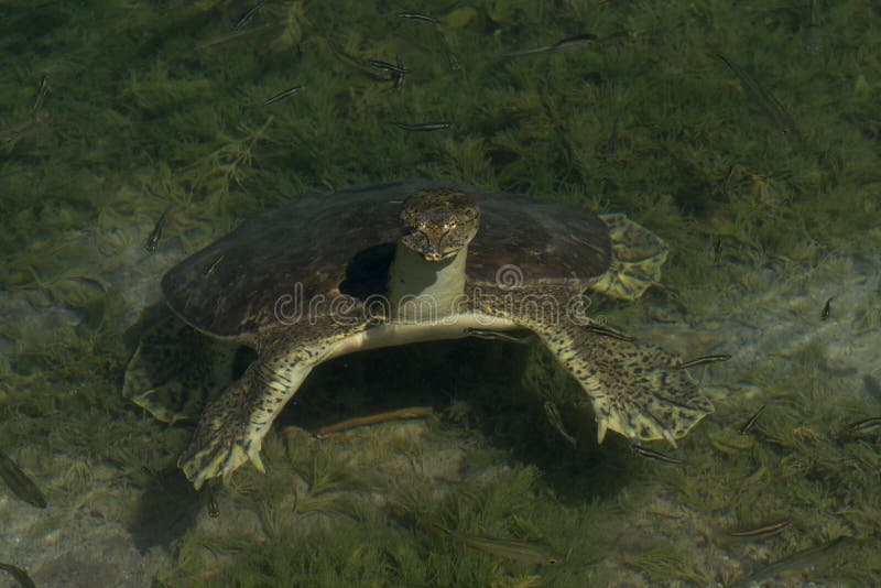 Tartaruga-de-concha-suave, Também Chamada De Flórida-Concha-Turtle ...