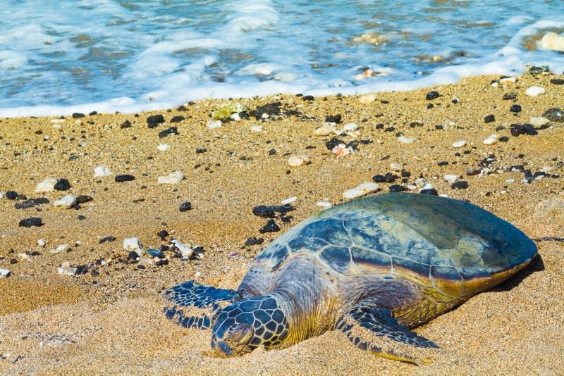 Tartaruga Na Praia Havaiana Foto de Stock - Imagem de destino, exterior ...