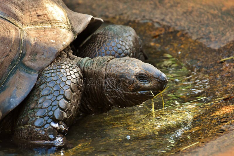 Tartaruga, Tartaruga, Animale Terrestre, Emydidae Immagine. Immagine ...